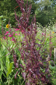 Gartenmelde | Blütezeit, Standort, Verwendung, Beschreibung