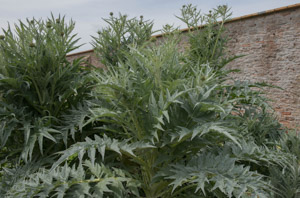 Kardy | Blütezeit, Standort, Verwendung, Beschreibung